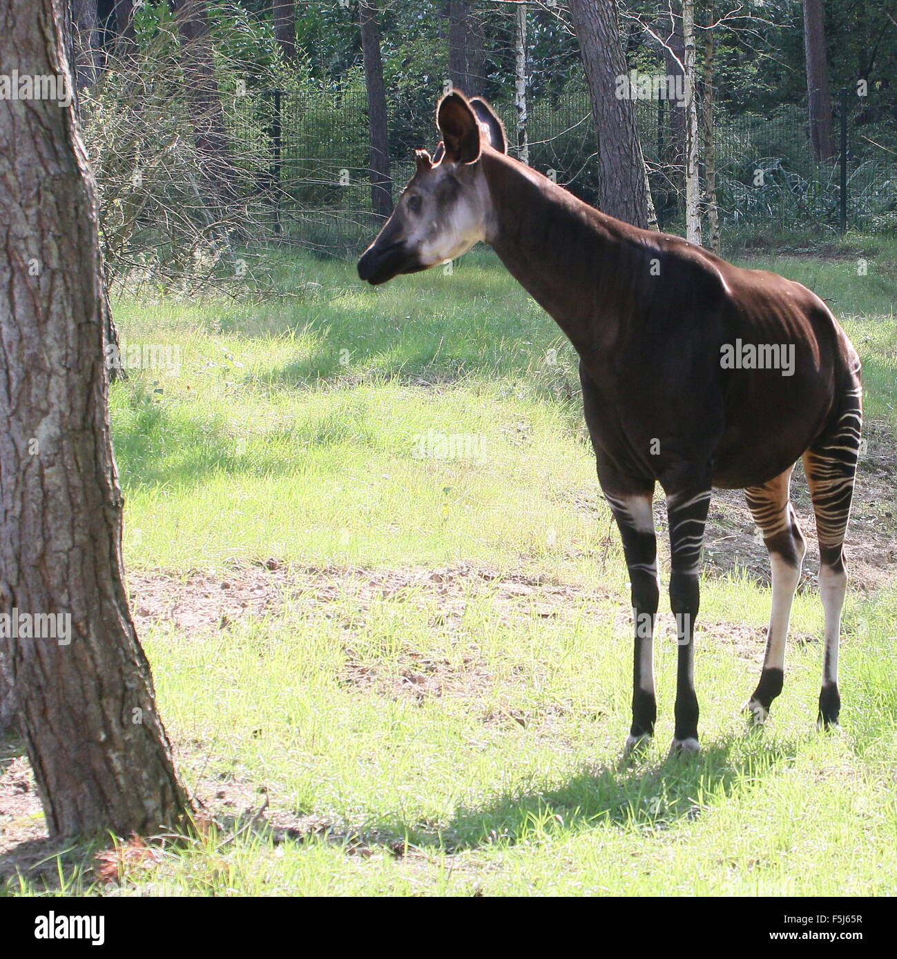 Okapi Hoofed Animals High Resolution Stock Photography and Images - Alamy