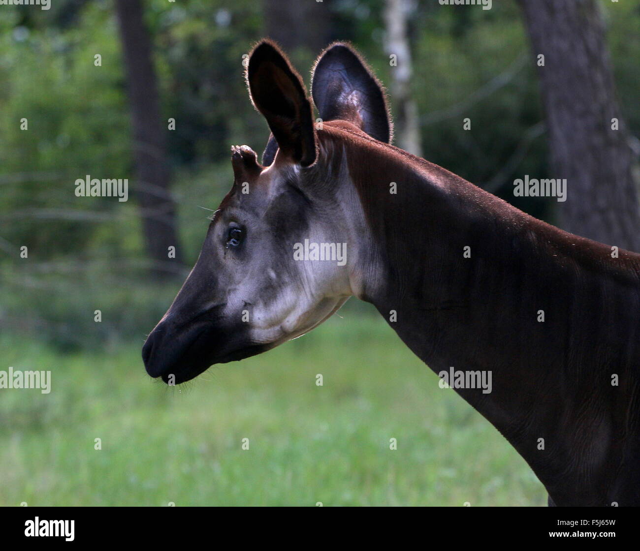 Close-up of the head of a Central African Okapi (Okapia johnstoni Stock ...