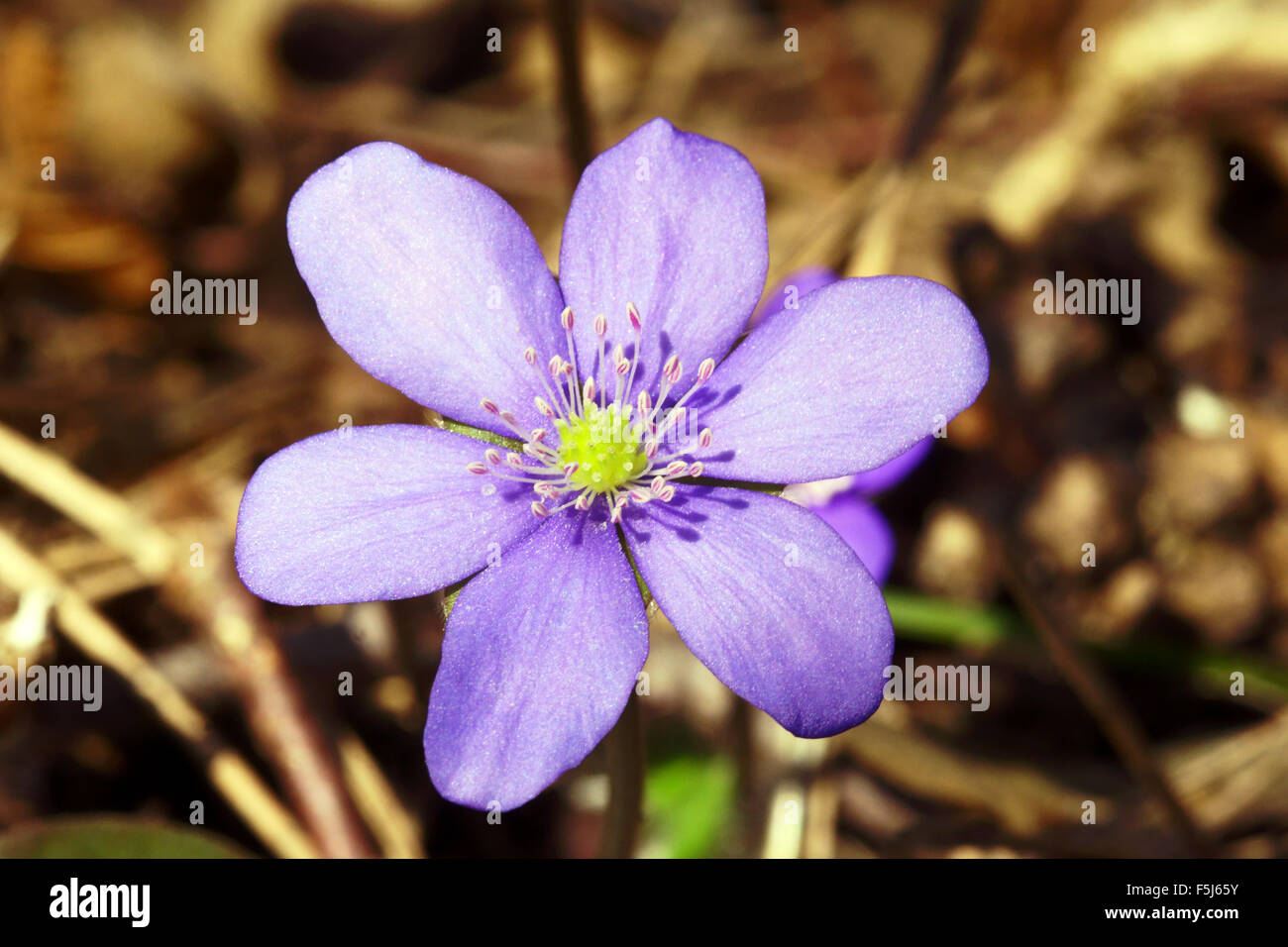 Hepatica - spring blue flower in Poland Stock Photo - Alamy