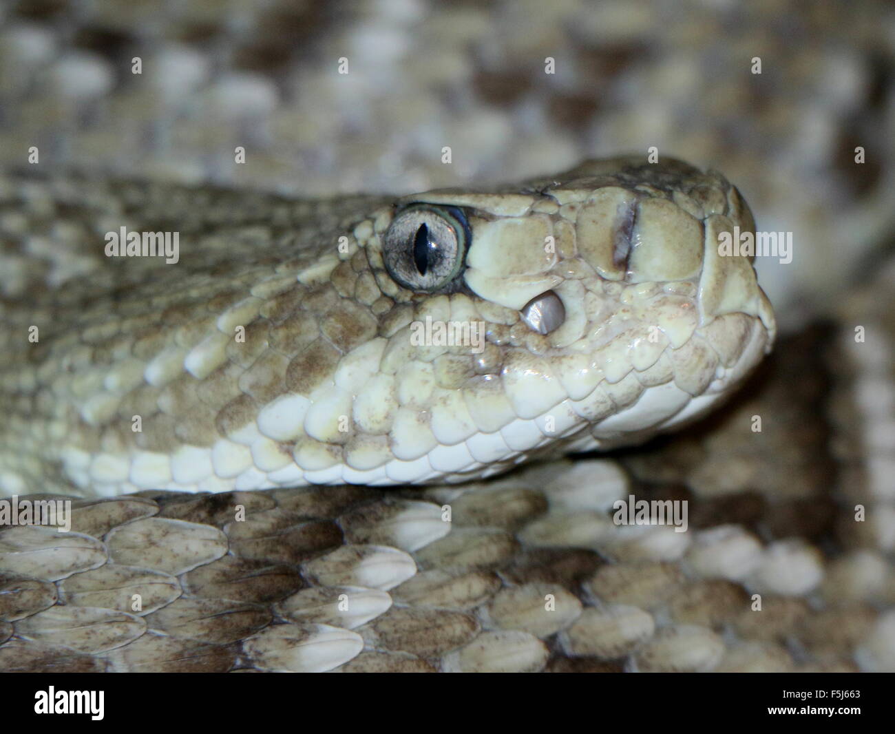 Mexican west coast rattlesnake (Crotalus basiliscus), a.k.a. Mexican ...