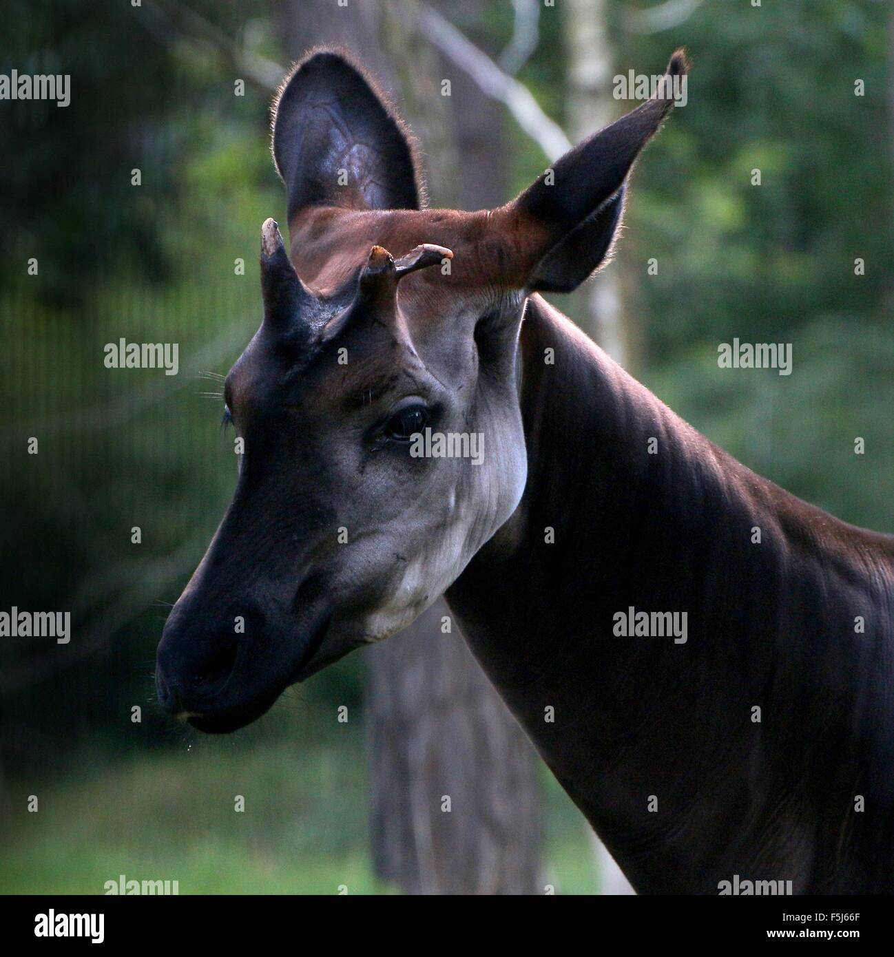 Head of a male Central African Okapi (Okapia johnstoni). (Interference ...