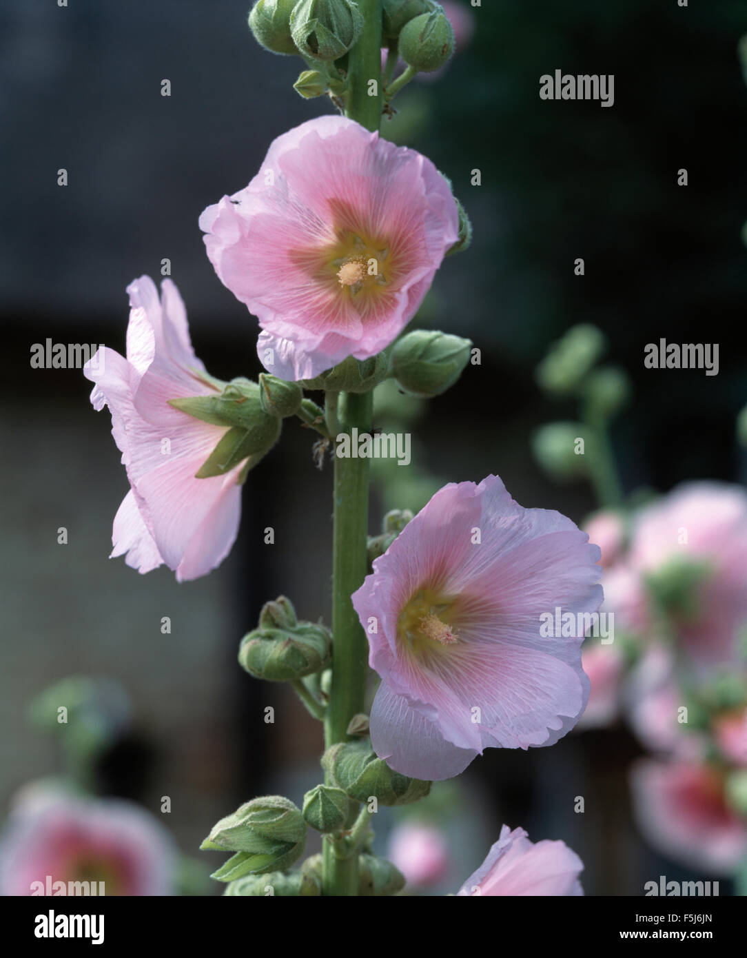 Close-up of pink hollyhocks Stock Photo - Alamy