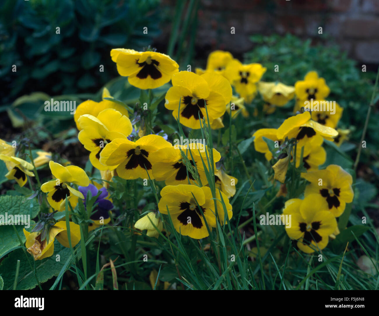 Yellow pansies hi-res stock photography and images - Alamy