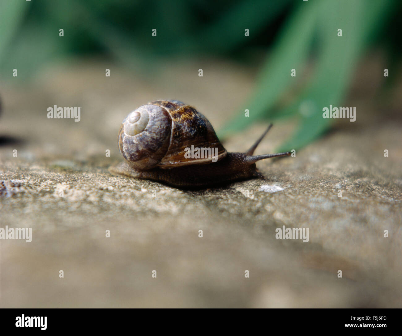 Snail pests hi-res stock photography and images - Alamy