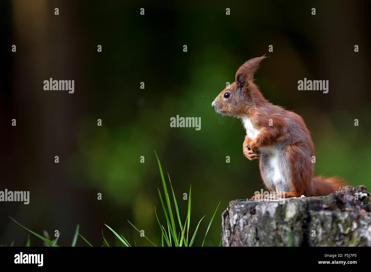 Red squirrel wild hi-res stock photography and images - Alamy