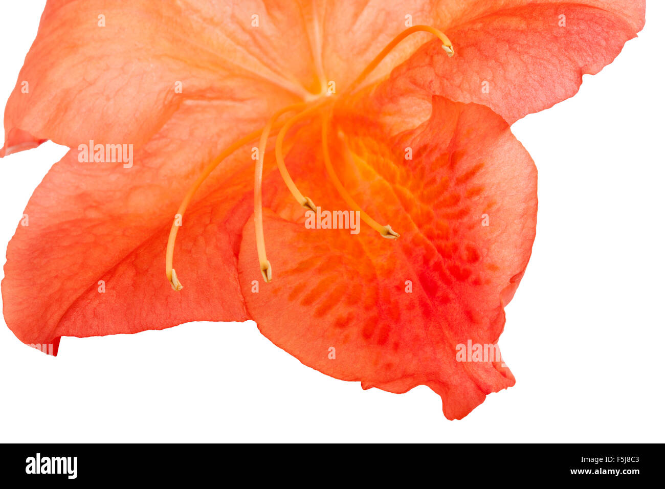 Azalea stamen hi-res stock photography and images - Alamy