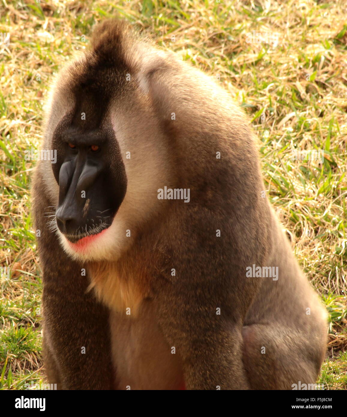 Wild drill apes hi-res stock photography and images - Alamy