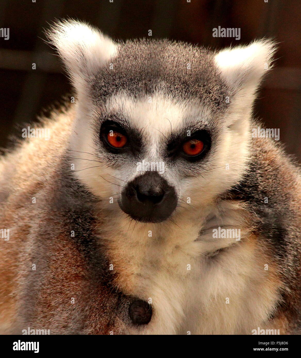 Ring tailed lemur staring directly at the camera with vivid orange eyes ...
