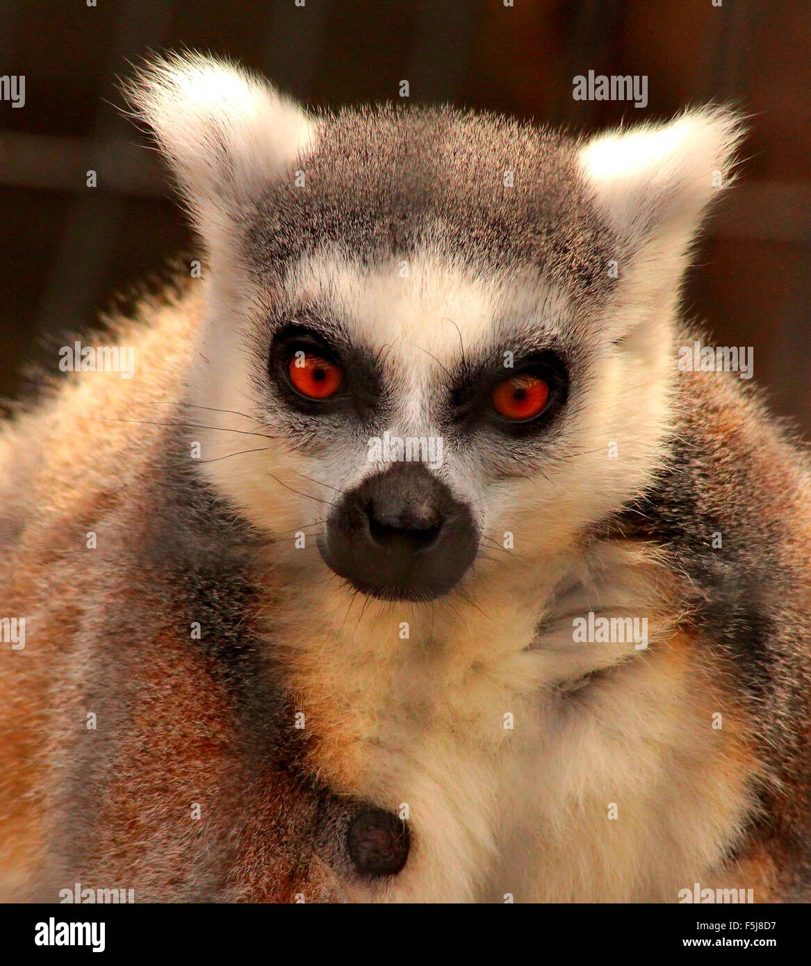 Cute Lemur Eyes