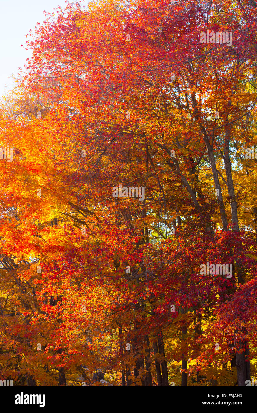 Peaceful forest view hi-res stock photography and images - Alamy