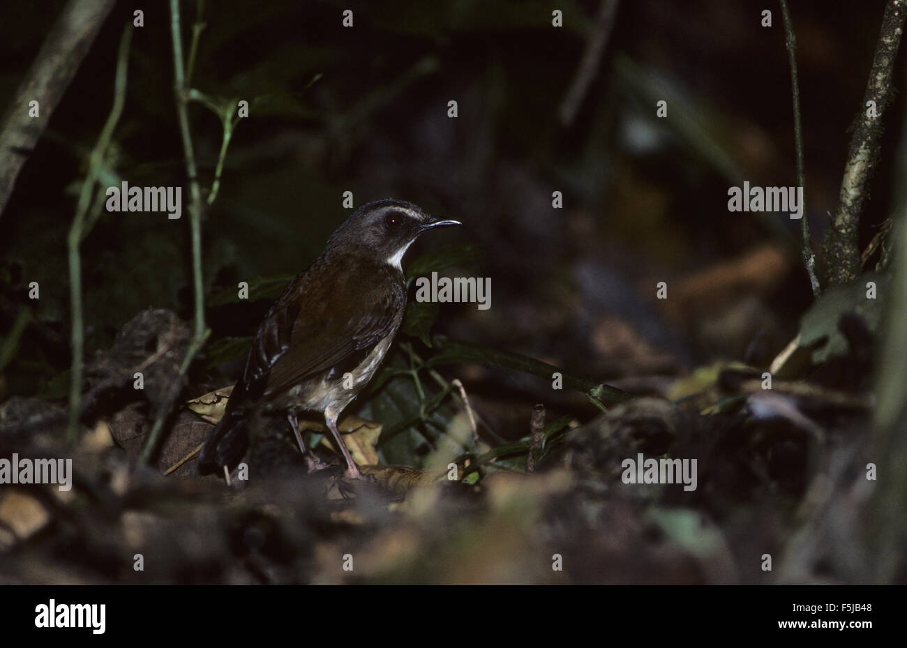Brown-chested Alethe (Alethe poliocephalus) adult Kakamega Forest ...