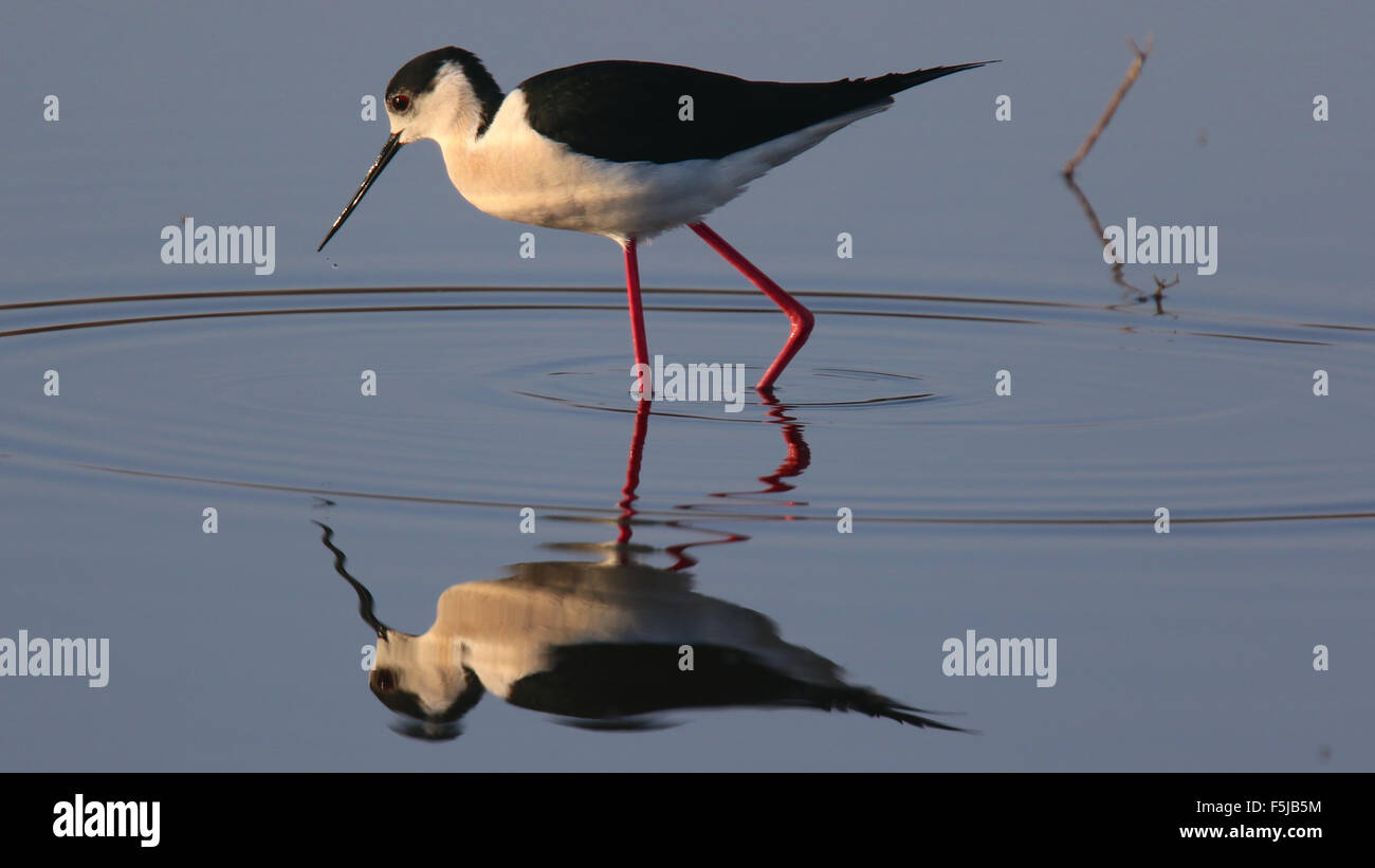 Black winged stilt cyprus hi-res stock photography and images - Alamy