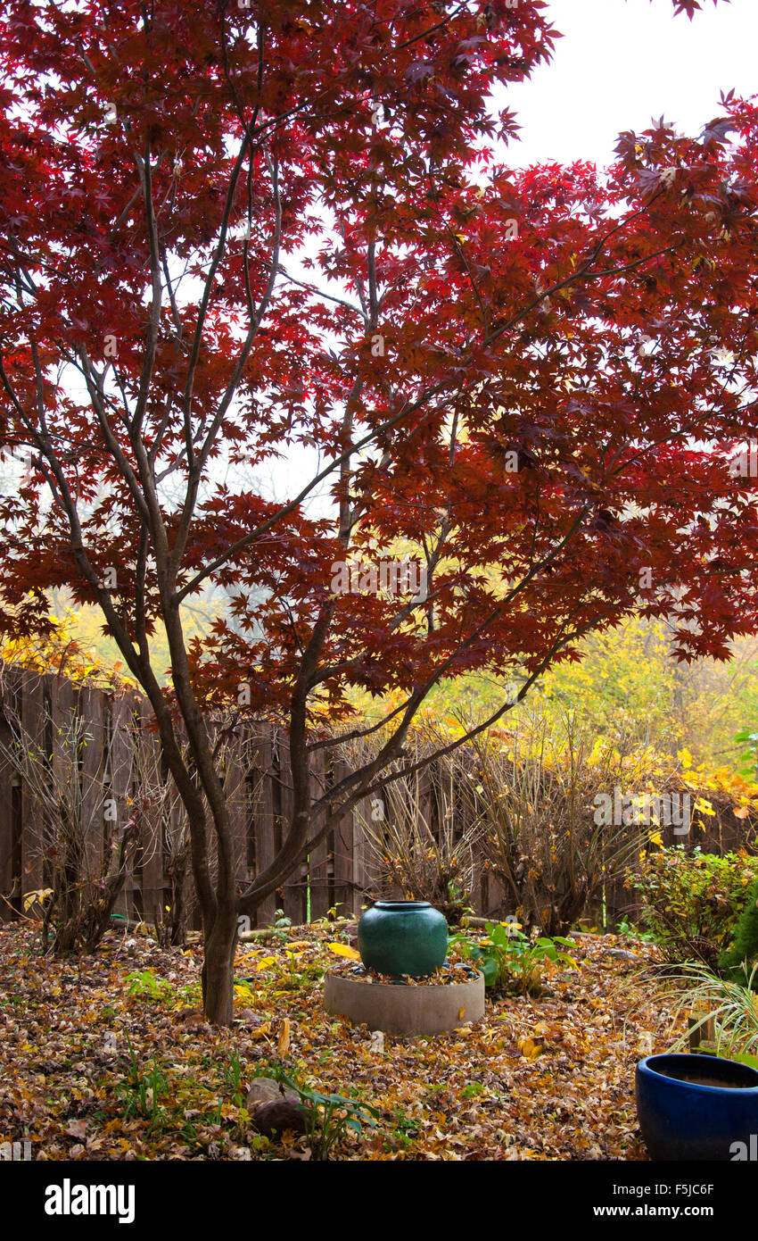 Container maple hi-res stock photography and images - Alamy
