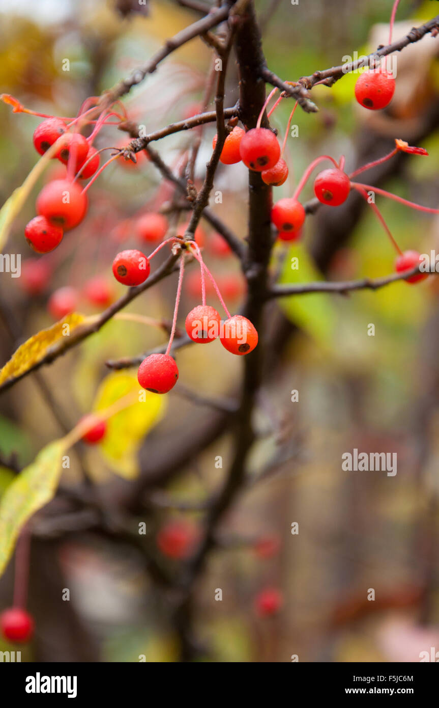 Plant detail of a red crabapple branch Stock Photo - Alamy