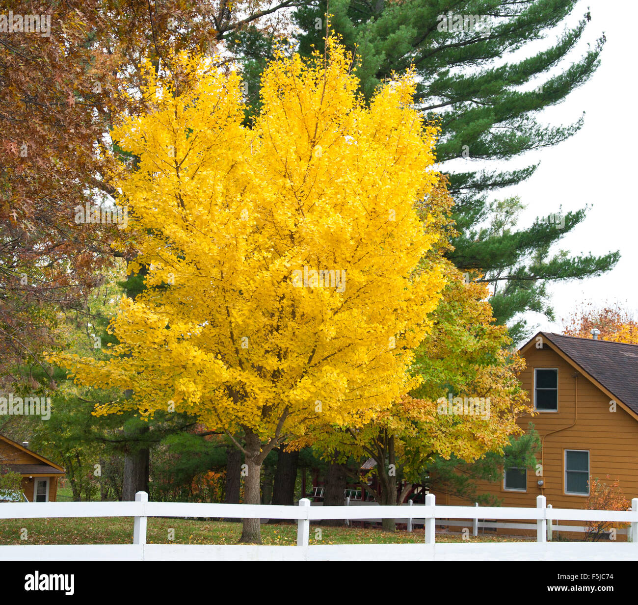 Beautiful ginkgo fall color hi-res stock photography and images - Alamy