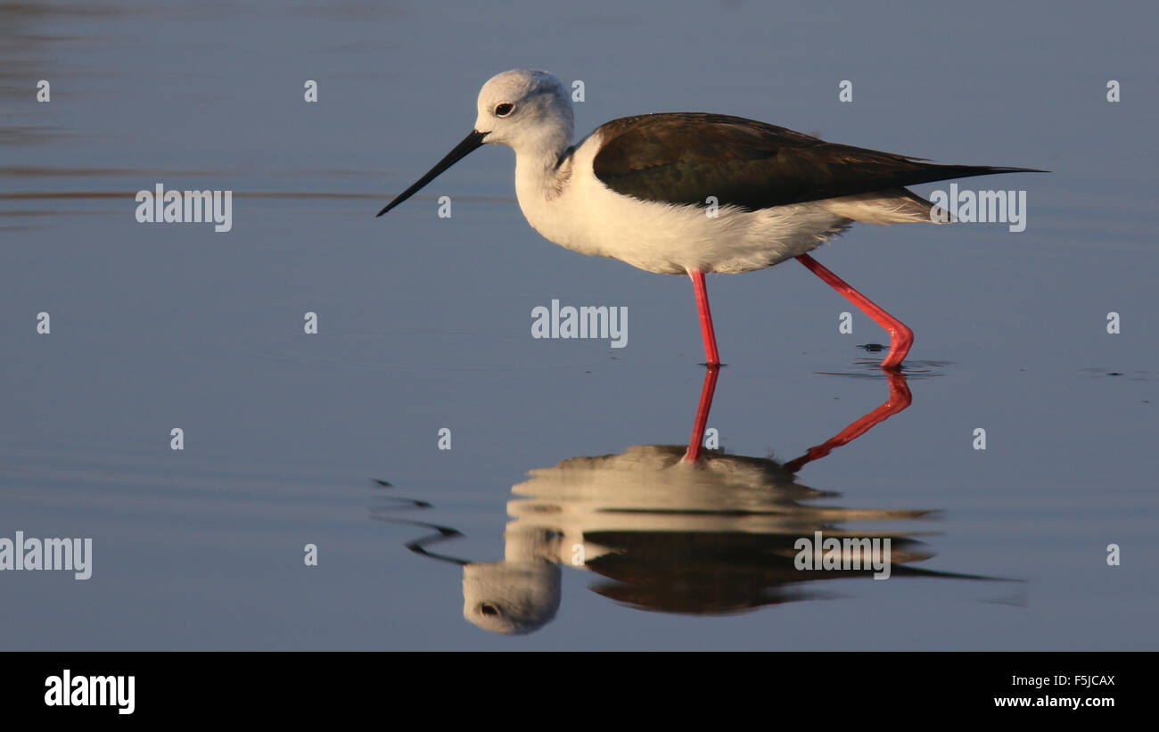 Black winged stilt cyprus hi-res stock photography and images - Alamy