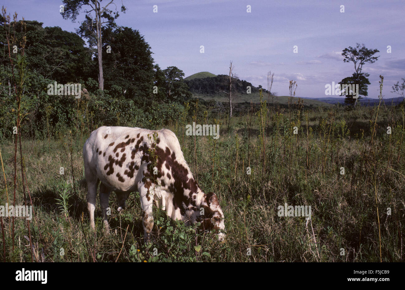 deforestation for agriculture Kakamega Forest western Kenya East Africa ...