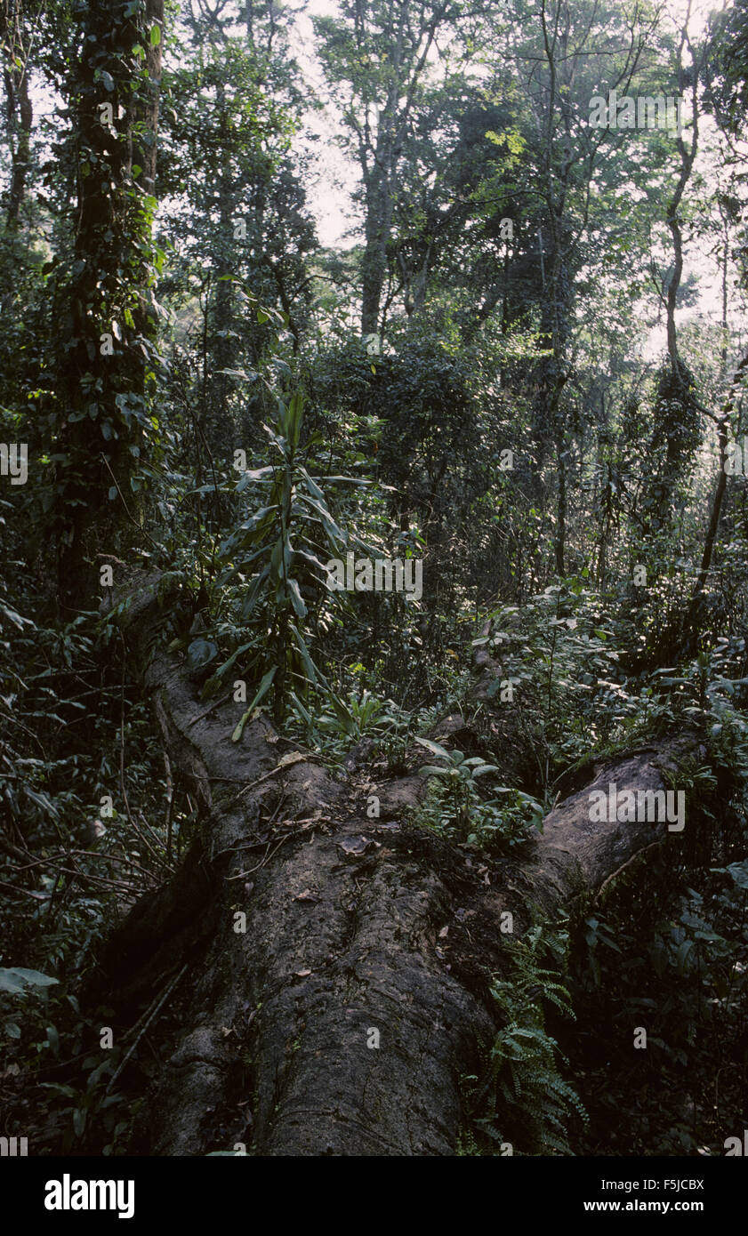 Kakamega Forest western Kenya East Africa Stock Photo - Alamy