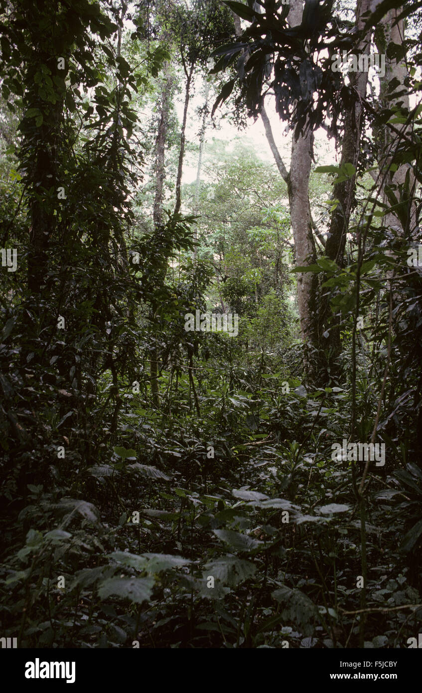 Kakamega Forest western Kenya East Africa Stock Photo - Alamy