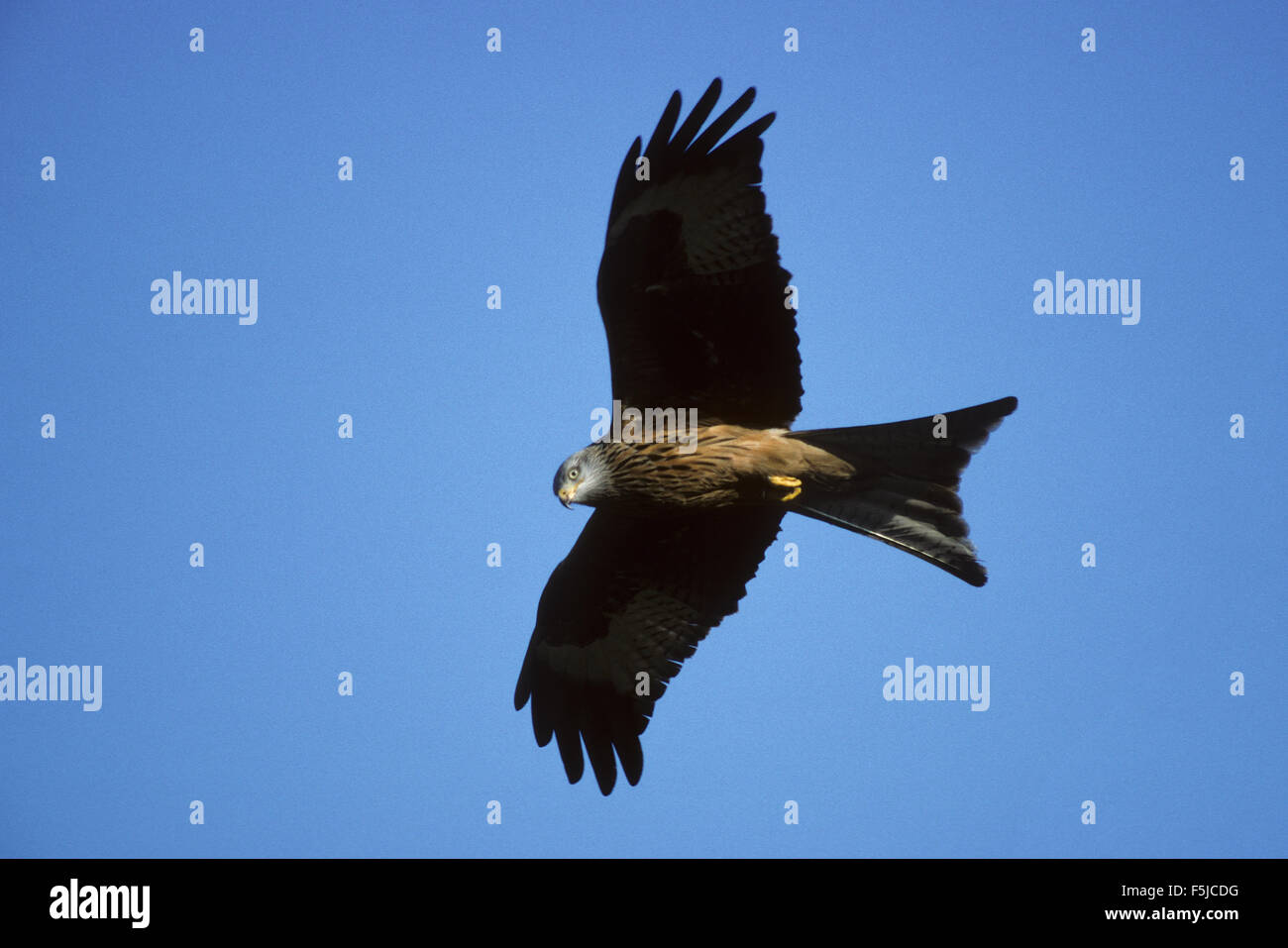 Red Kite (Milvus milvus) adult in flight Gigrin Farm Kite Feeding ...
