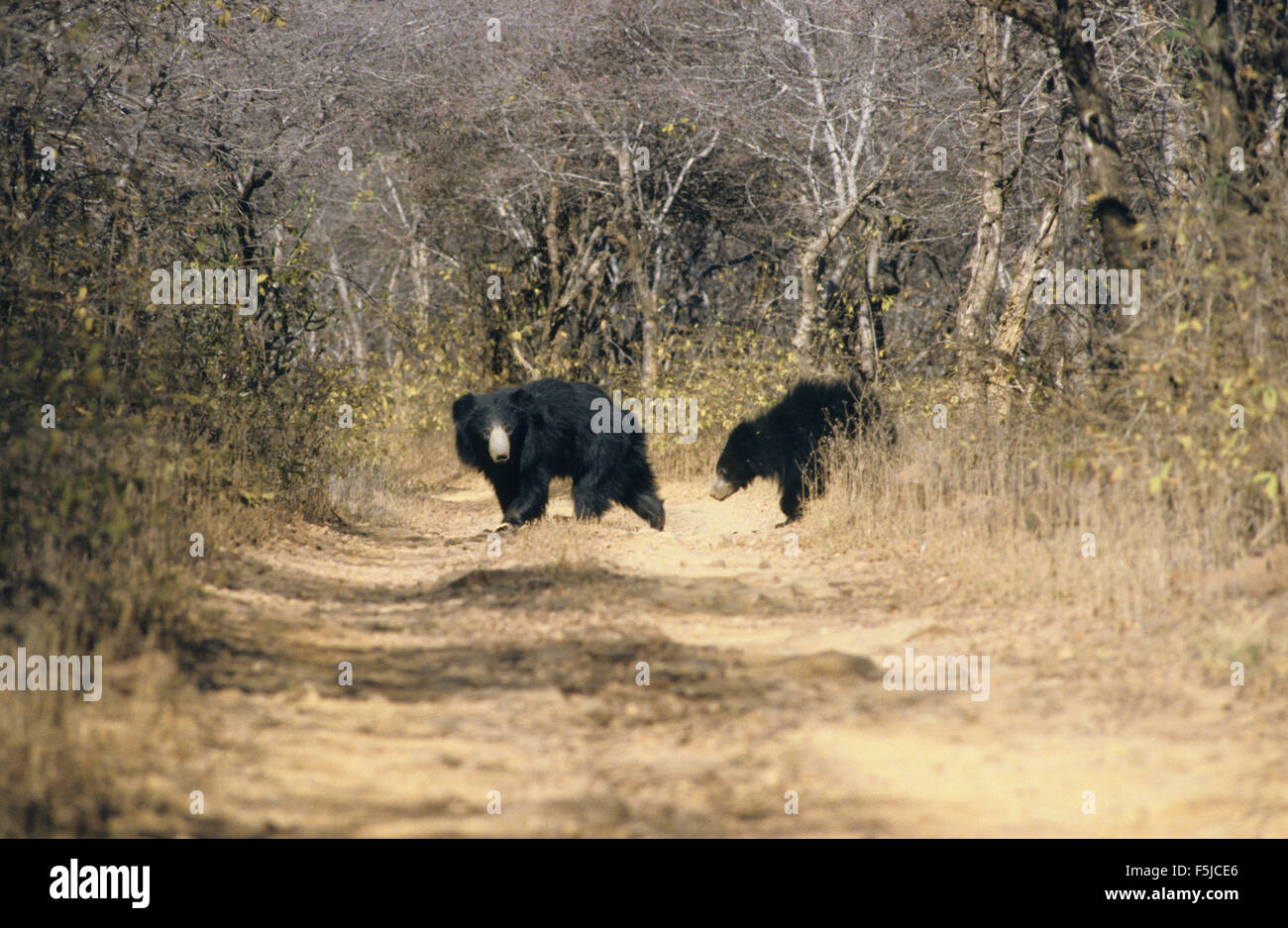 Sloth Bear (Melursus ursinus) female with cub Ranthambhore National ...