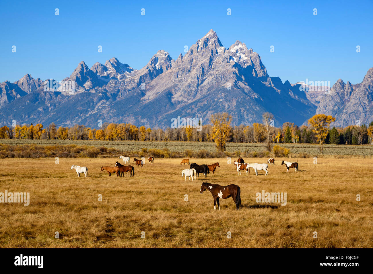 Ranch horses and the Teton Range, Grand Tetons National Park, Wyoming ...