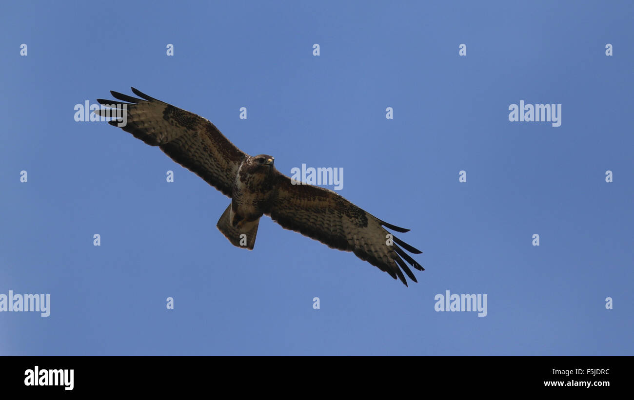 Buzzard flight hi-res stock photography and images - Alamy