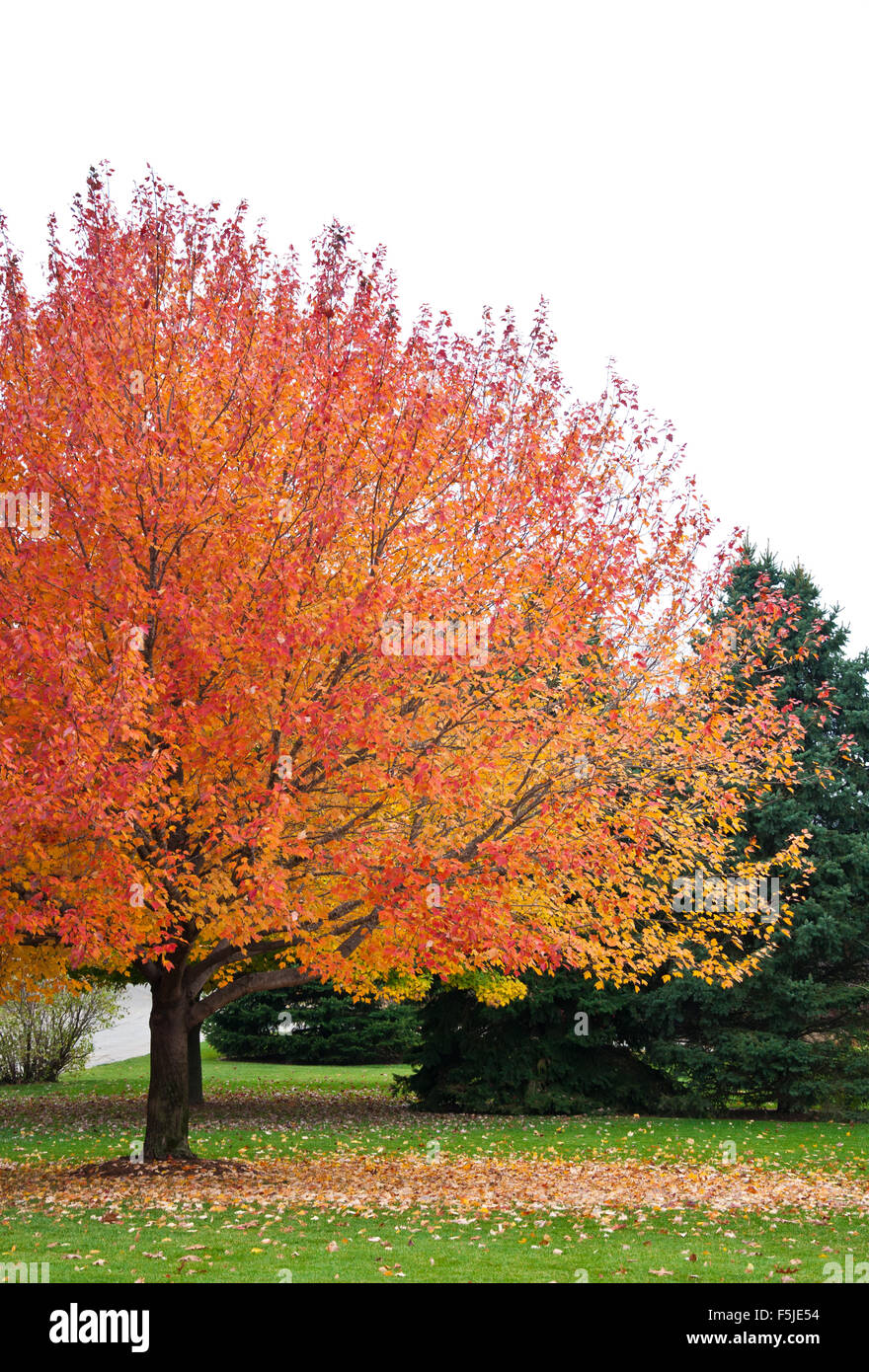 Beautiful orange red tree shedding leaves Stock Photo - Alamy