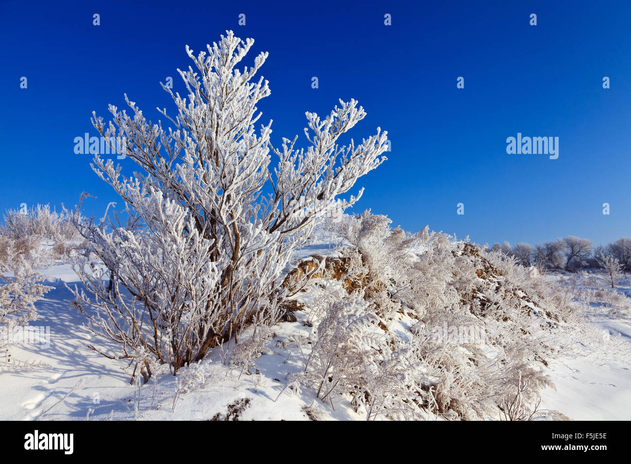 Tree and frost hi-res stock photography and images - Alamy