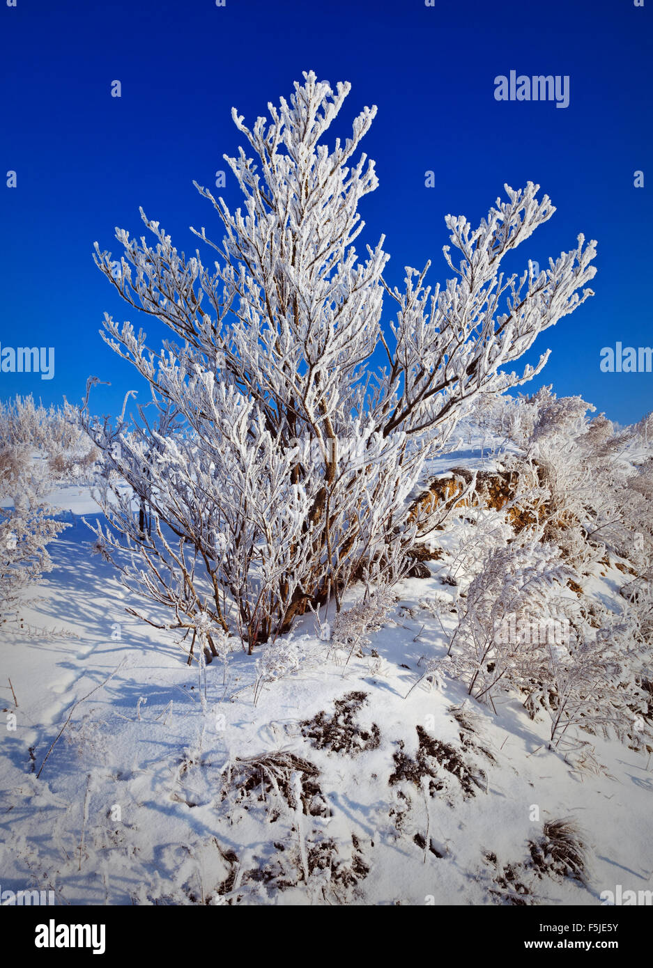 Tree and frost hi-res stock photography and images - Alamy