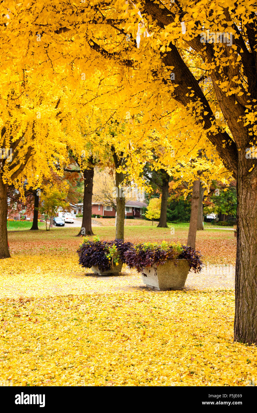 Beautiful fall yellow ginkgo tree with leaves all over the ground Stock ...