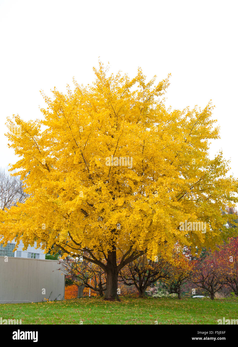 Bright yellow fall tree in urban setting Stock Photo - Alamy