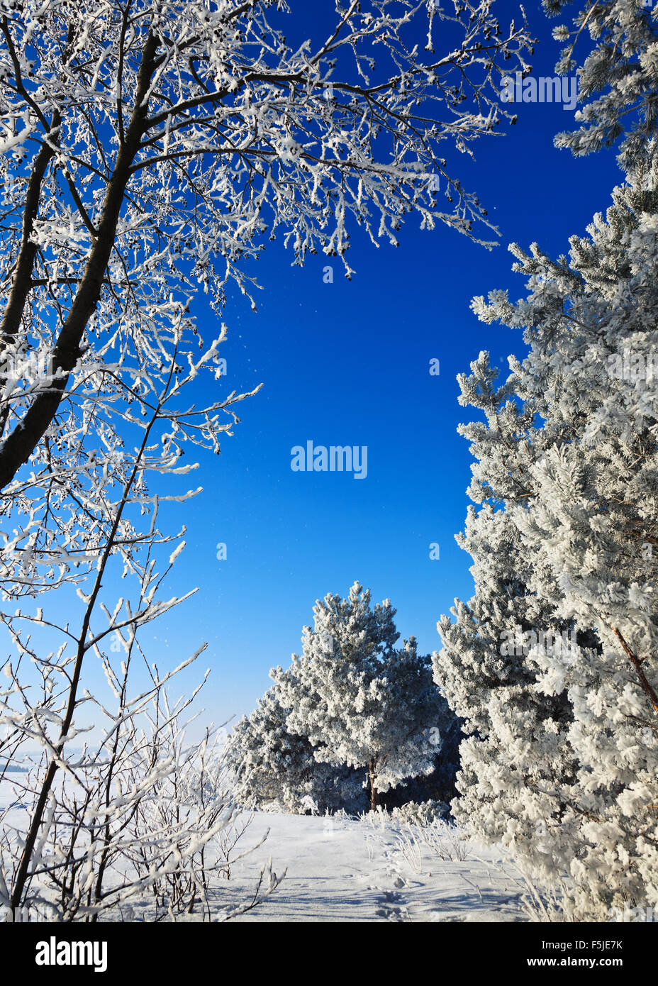 Cold trees hi-res stock photography and images - Alamy