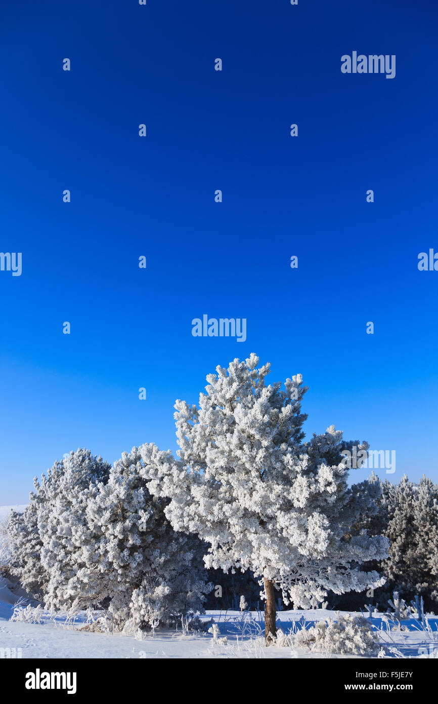Cold trees hi-res stock photography and images - Alamy
