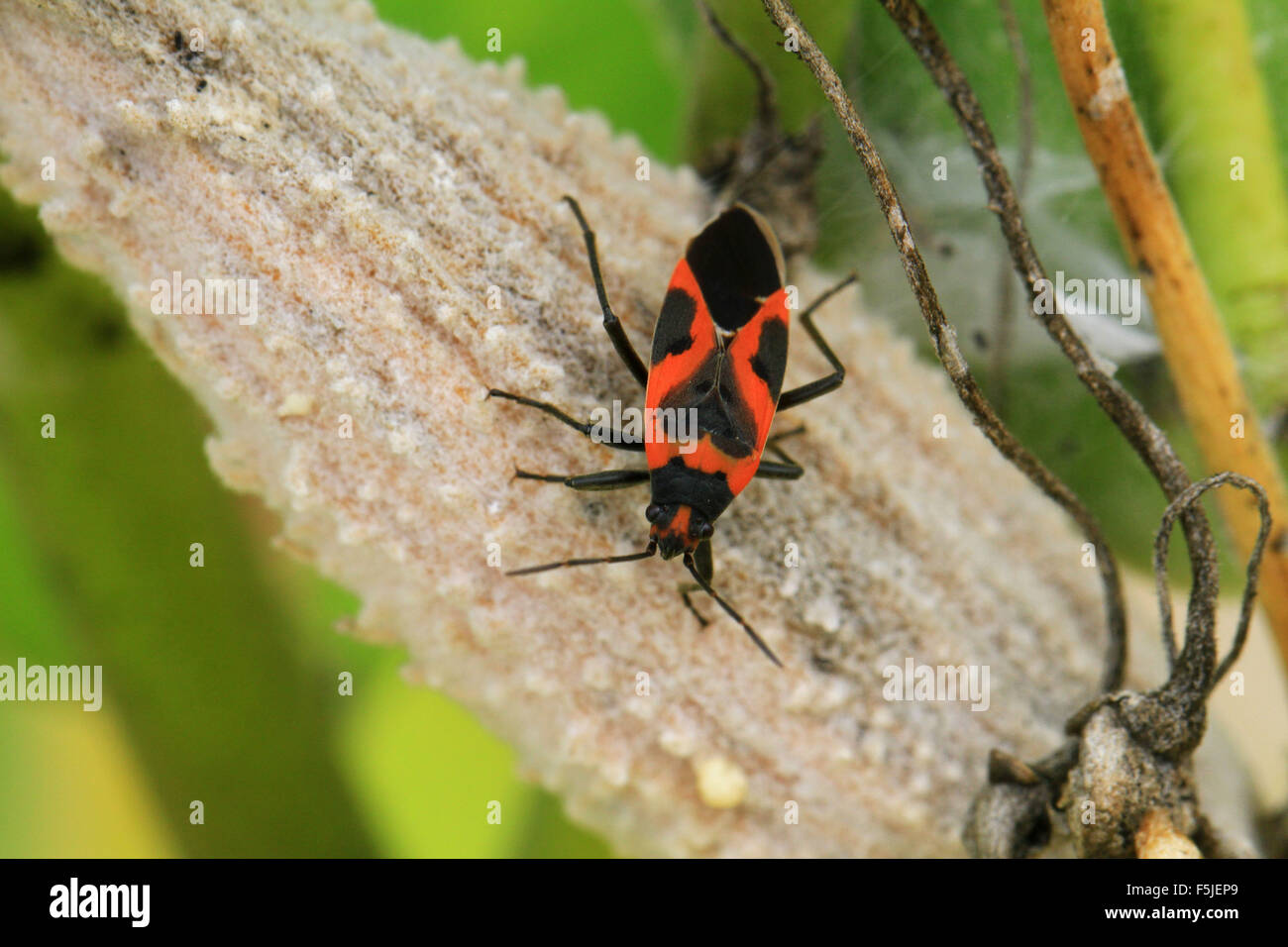 Red and black milkweed bug crawling on a plant in Michigan Stock Photo ...