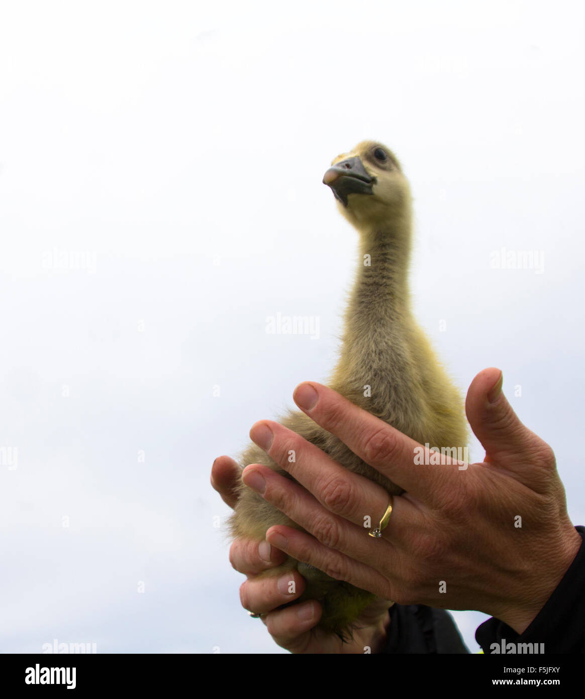 Baby gooses hi-res stock photography and images - Alamy