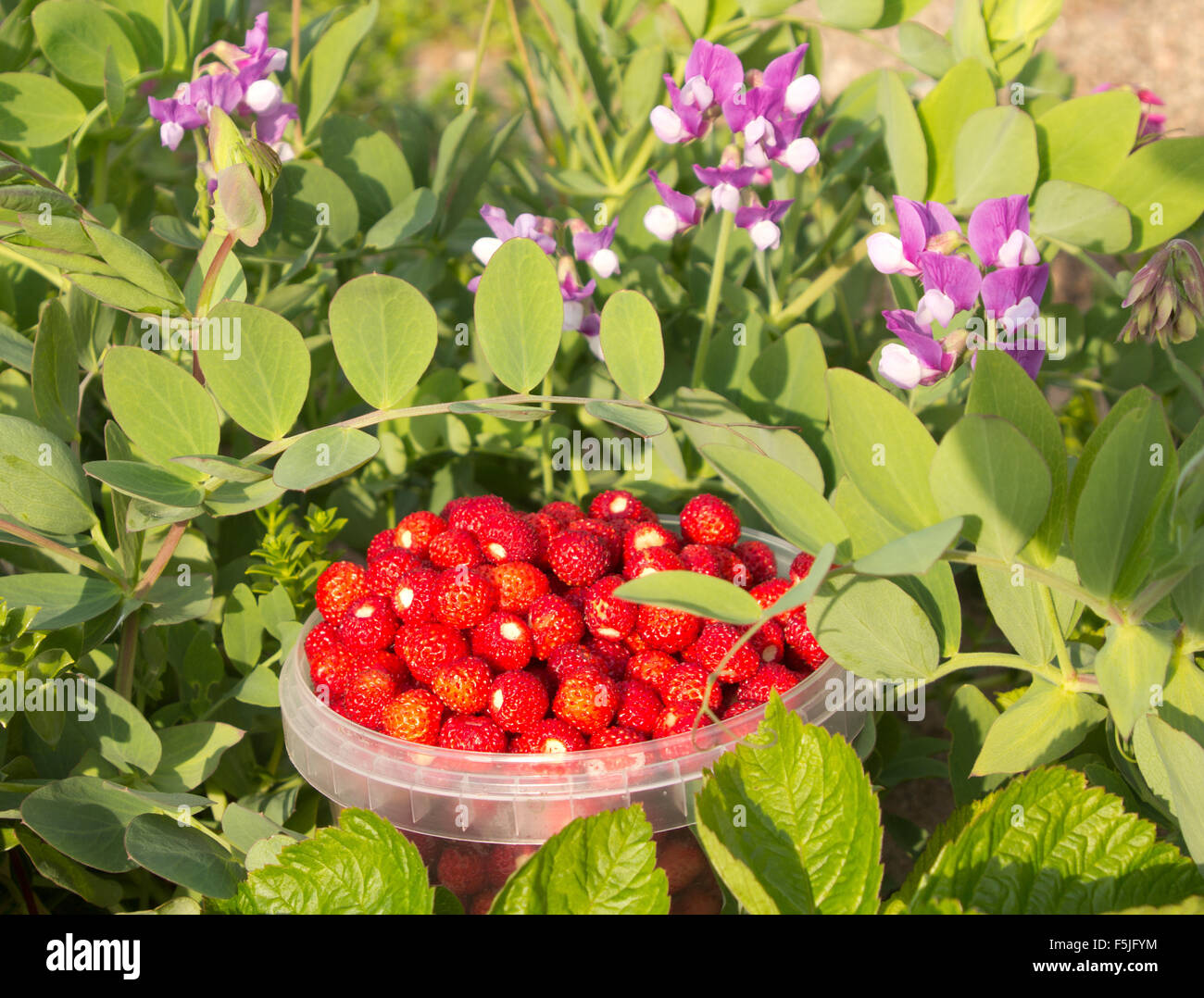 places abounding with wild strawberry. Russian Federation Stock Photo ...