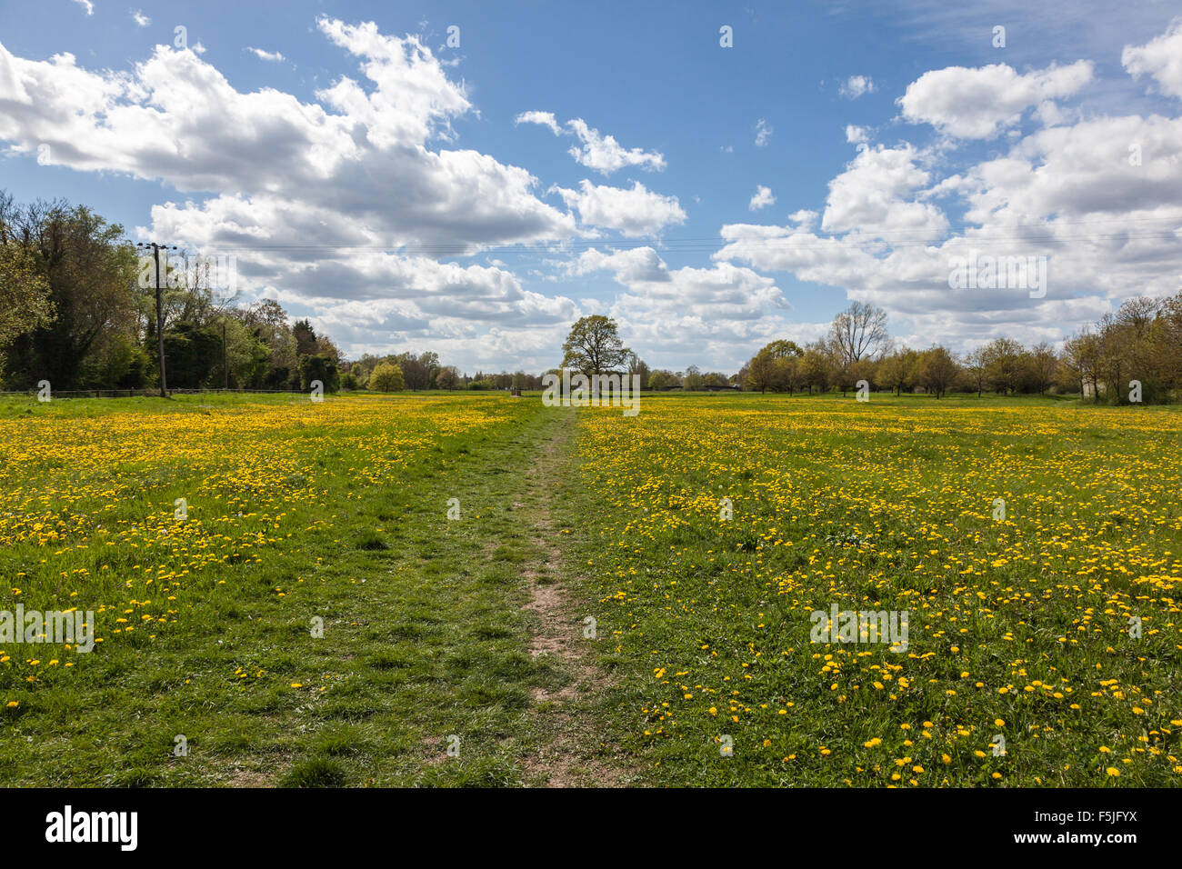 A meadow alongside the River Medway at Yalding, Kent, covered in a ...
