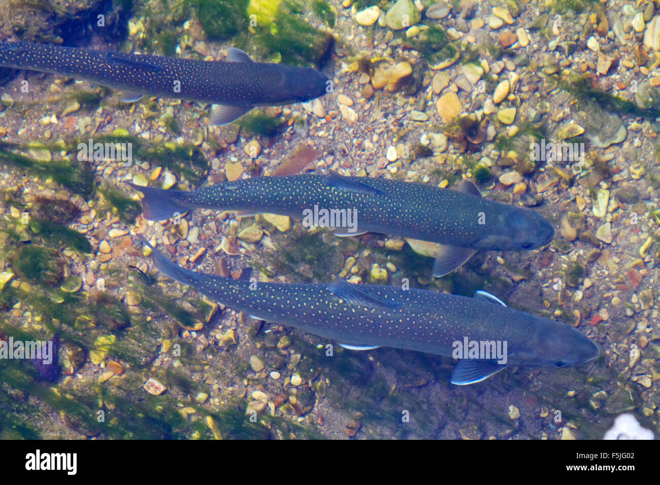 Trout in the far east of Russia. (Commander Islands Stock Photo - Alamy