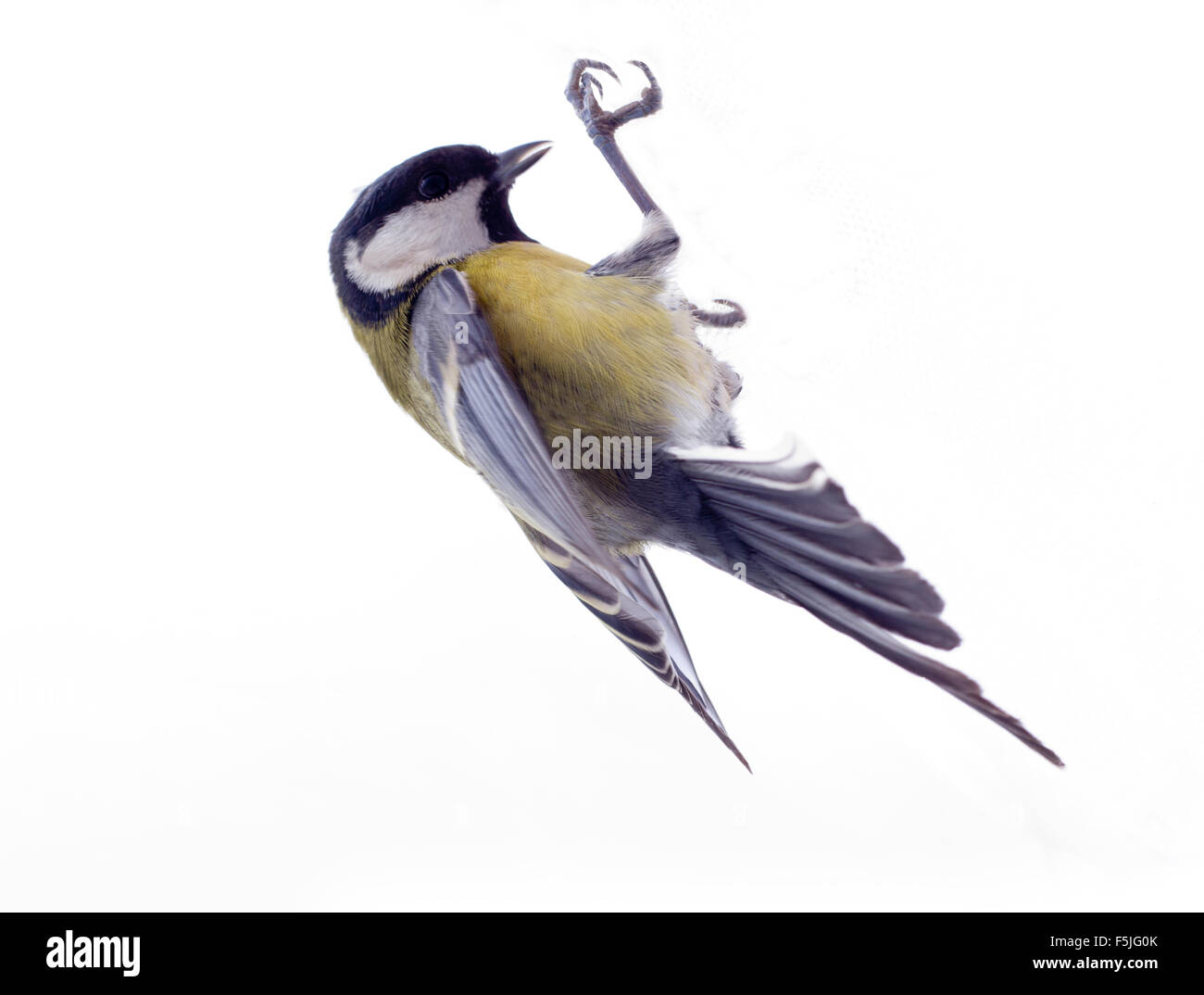 Tomtit bird, isolated on white background Stock Photo - Alamy
