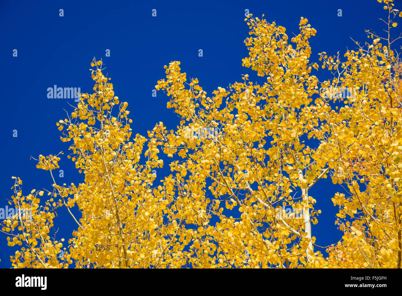 Aspens in Fall, Populus tremuloides, Grand Tetons National Park ...