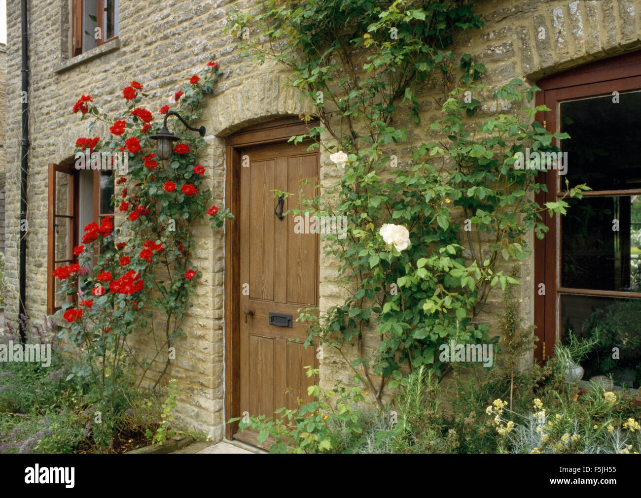 Red and cream climbing roses on newly renovated cottage Stock Photo - Alamy
