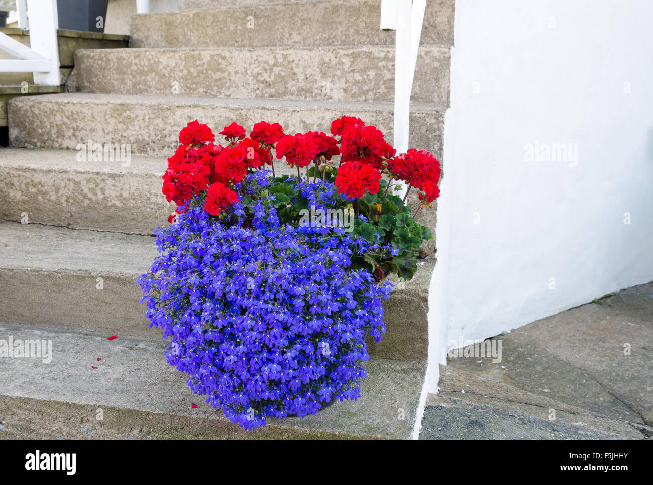 Beutiful flower on the stair in to the house Stock Photo - Alamy