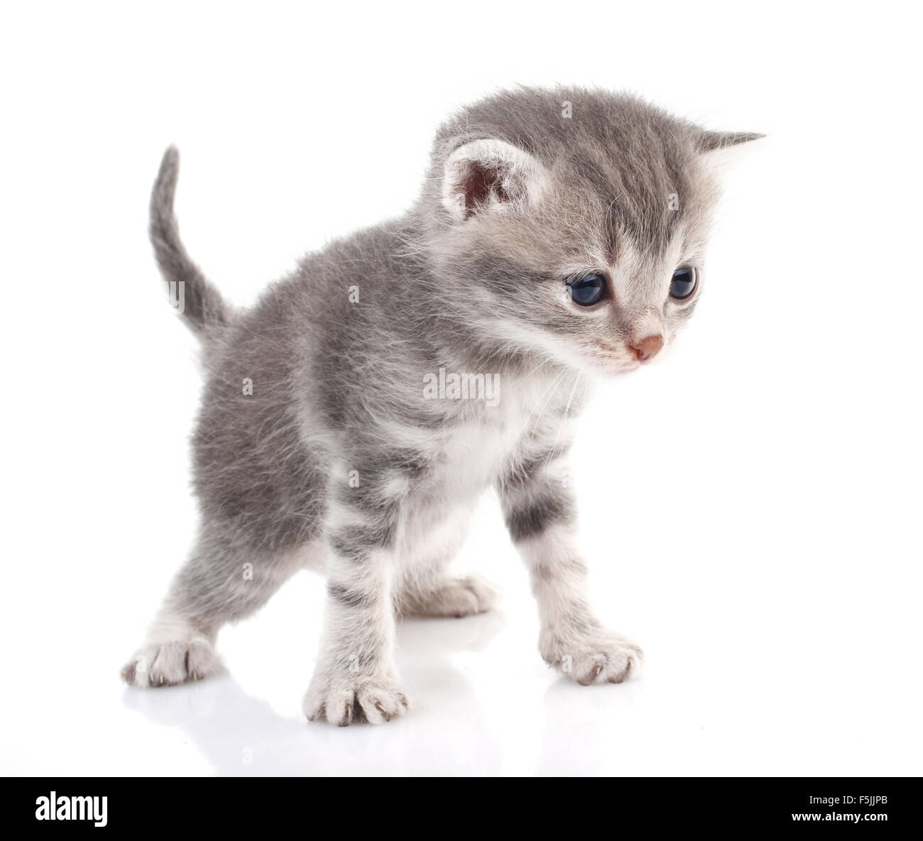 Gray kitten hi-res stock photography and images - Alamy
