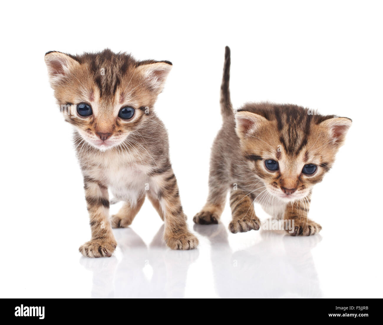 Tabby kittens hi-res stock photography and images - Alamy