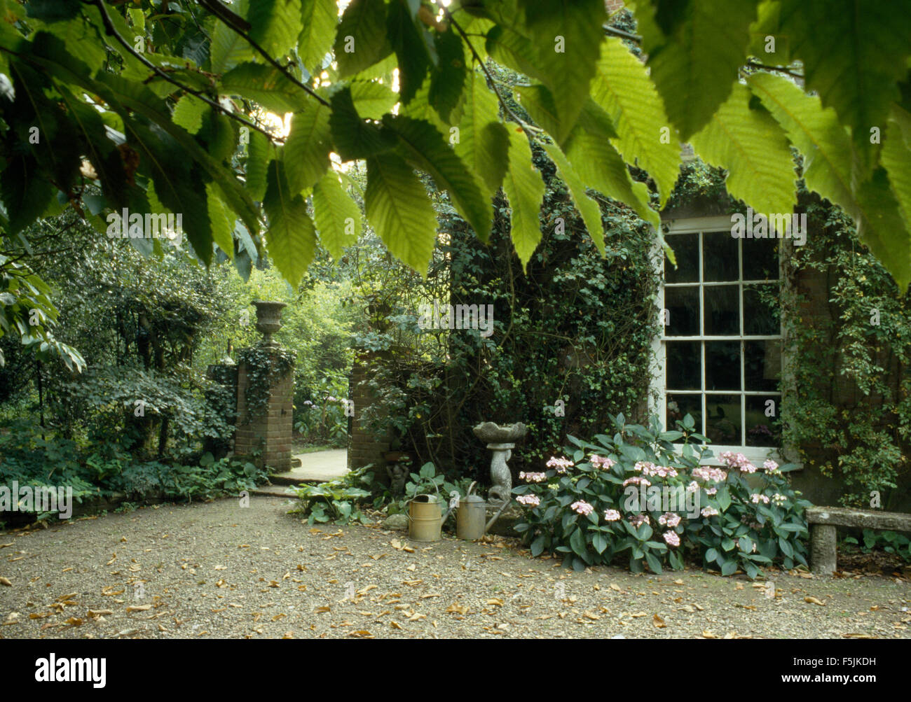 Hydrangea growing below window of large country house Stock Photo - Alamy