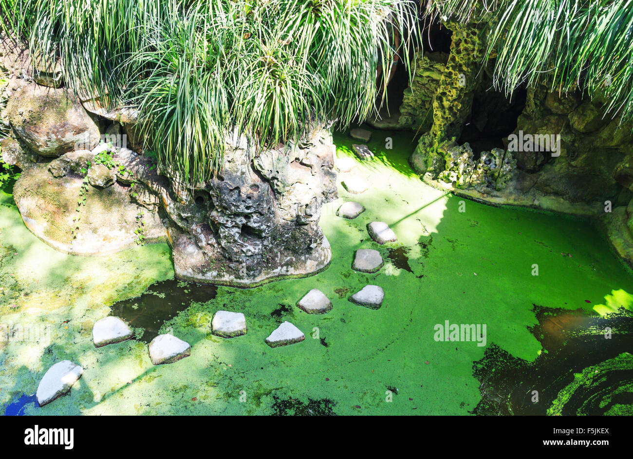Wild swamp in caves with stones in the forest Stock Photo - Alamy