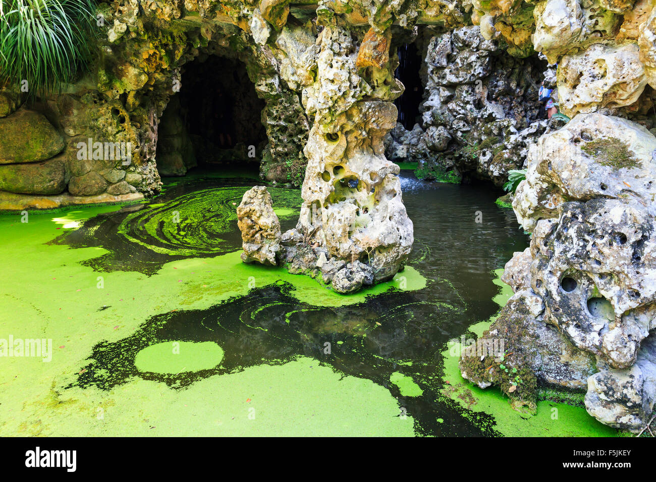 Wild marsh with caves in the forest Stock Photo - Alamy