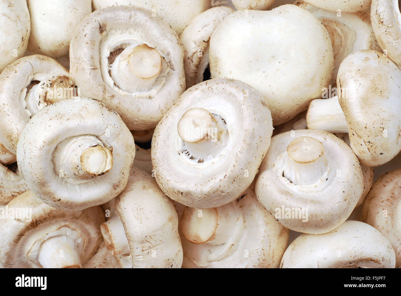 Champignon mushrooms hi-res stock photography and images - Alamy