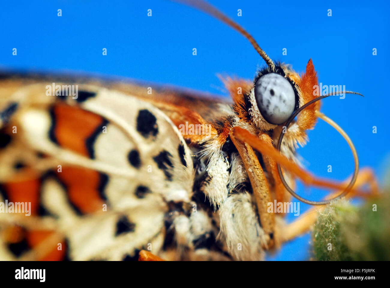 Butterfly macro hi-res stock photography and images - Alamy